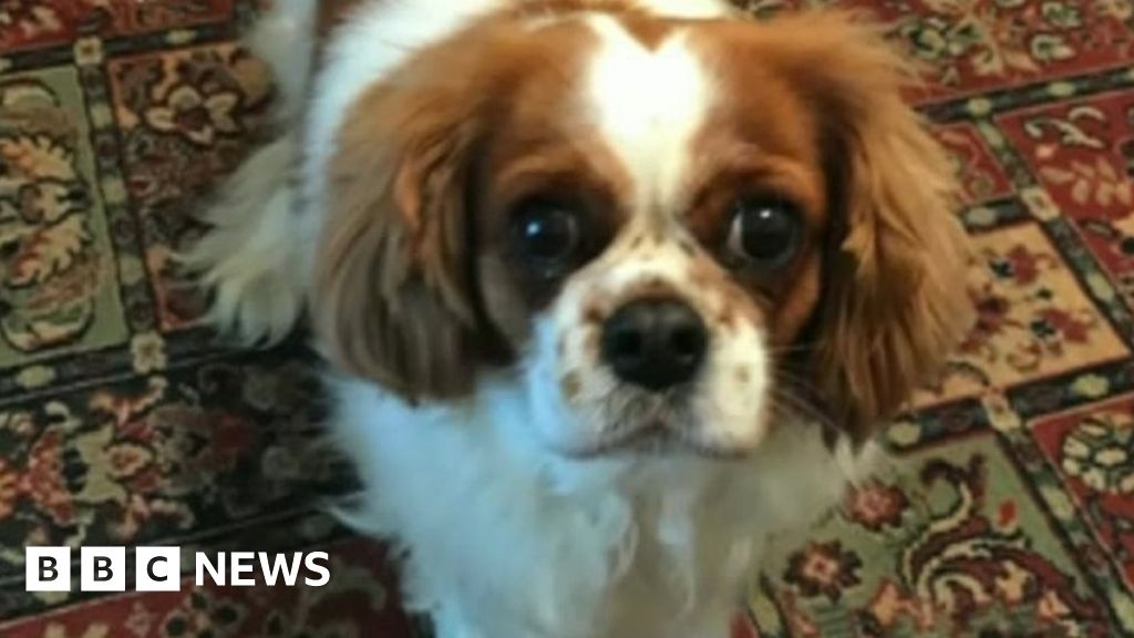 Thieves who stole dog asked to 'show some heart' - BBC News