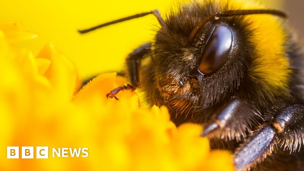 CEO Secrets: What I learnt from bees - BBC News