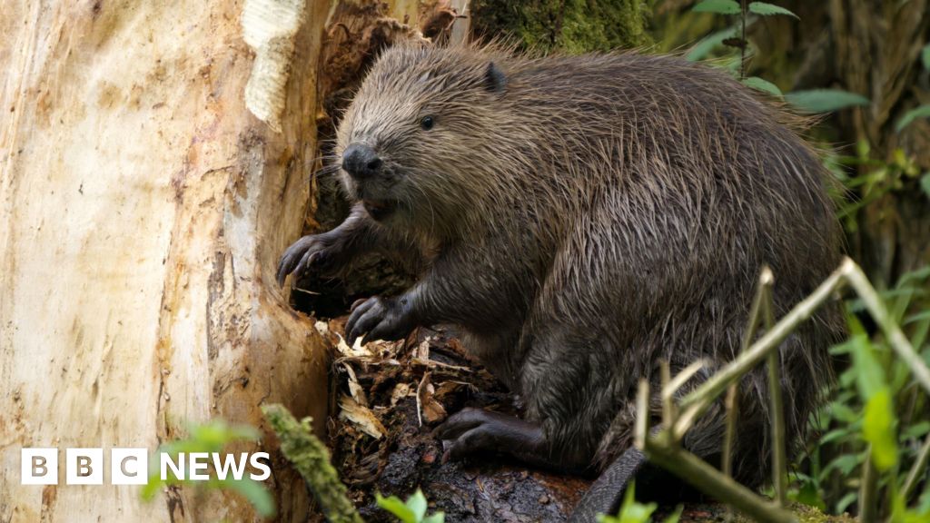 Beavers 'thrived and improved' Essex landscape