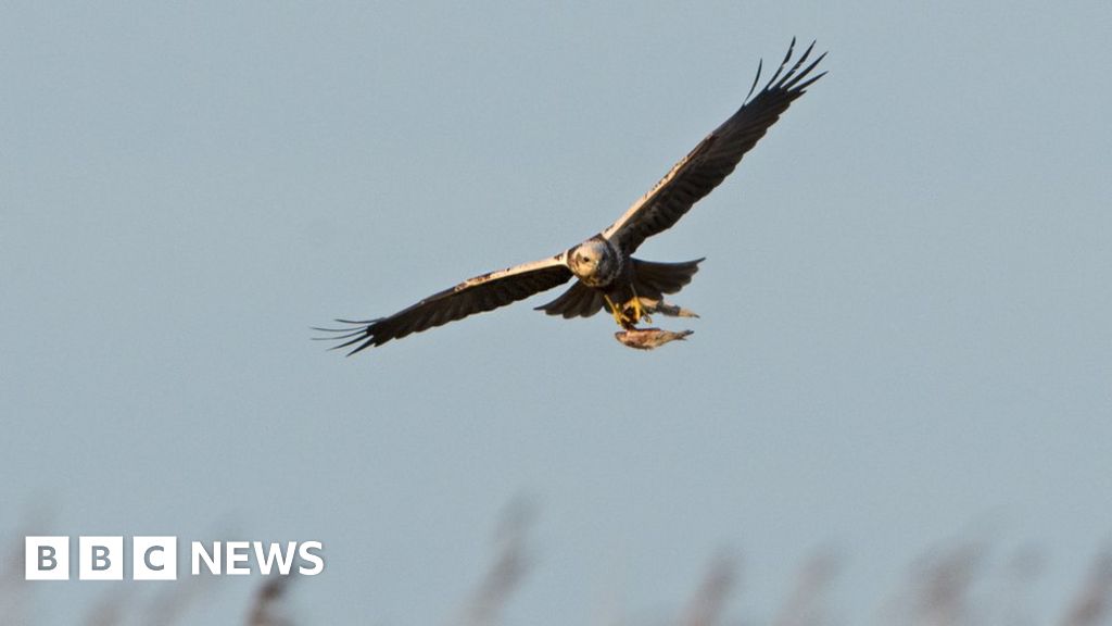 RSPB Ouse Fen trails link Cambridgeshire reserve to villages - BBC News