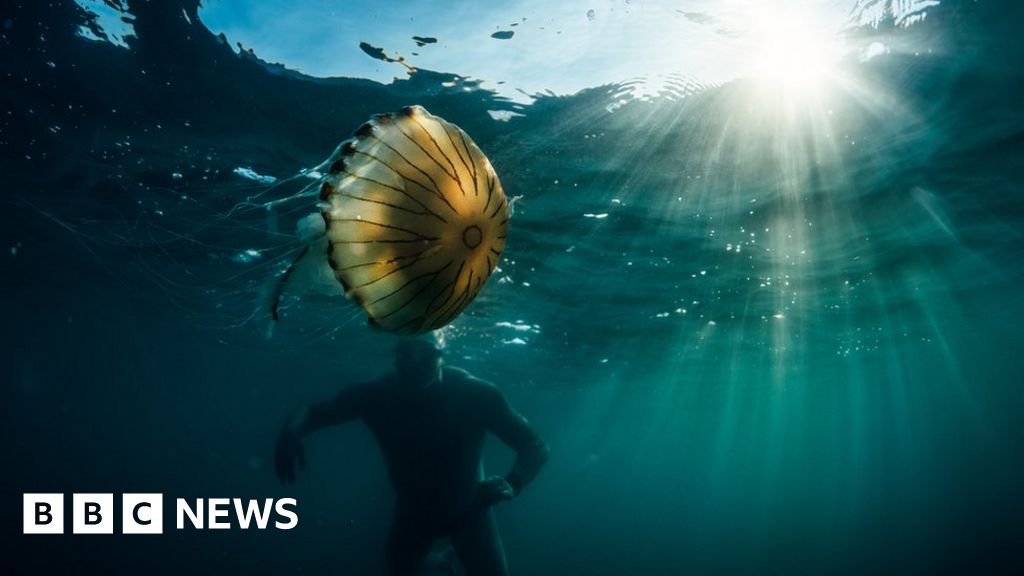 English Channel swimmer in 'jellyfish paranoia'