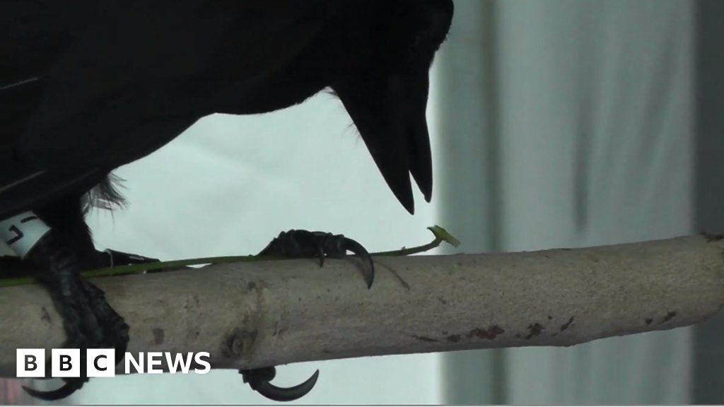 Crafty New Caledonian crows make hunting tools - BBC News