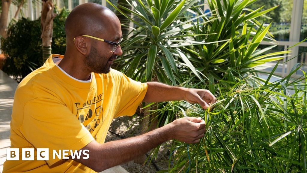 Milton Keynes: Immersive flower display showcases plant 'sounds' - BBC News