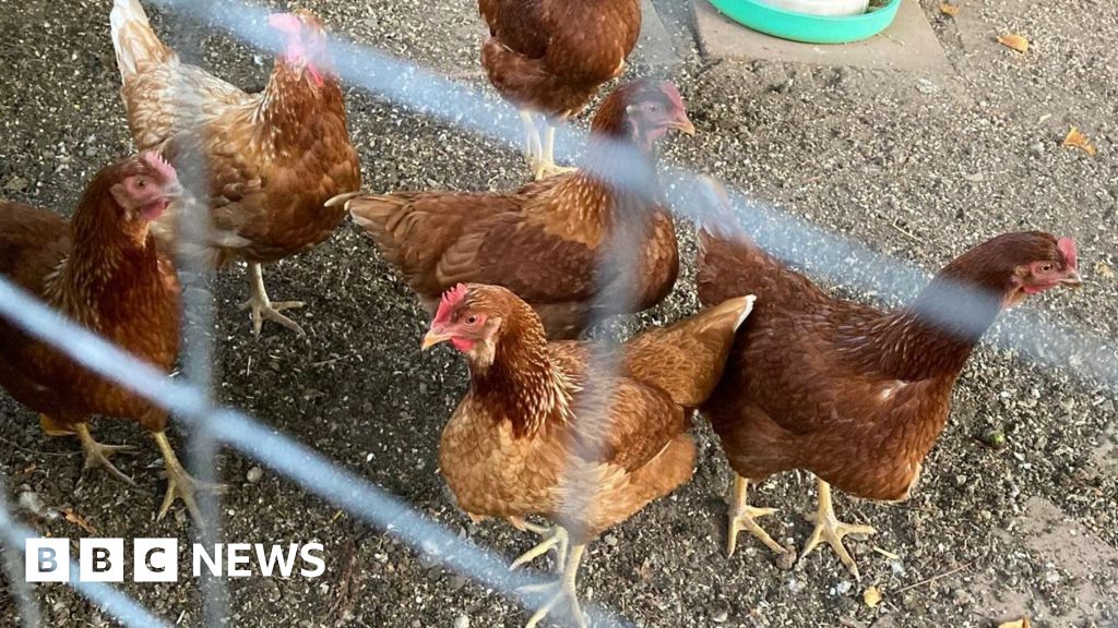 Bird flu control zone in Jersey after chickens die - BBC News