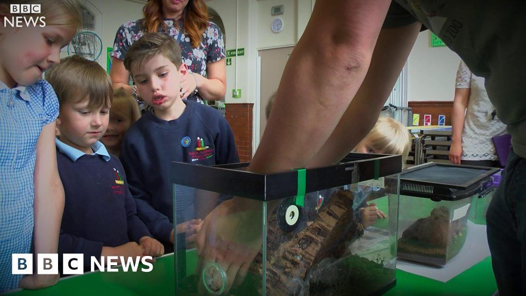 Derbyshire pupils experience UK's 'first Spider School' - BBC News