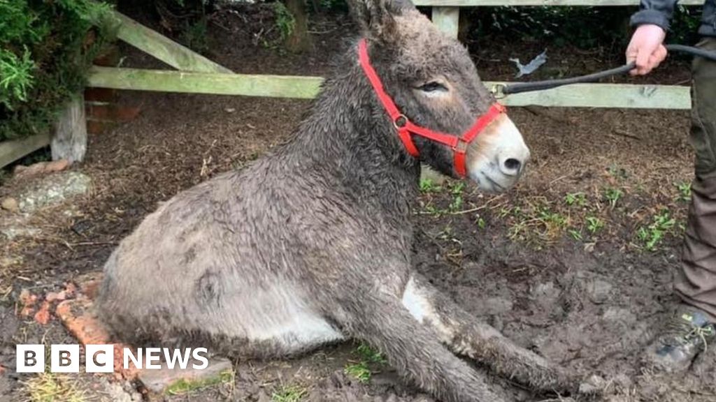 Amigo the donkey rescued from muddy hole - BBC News