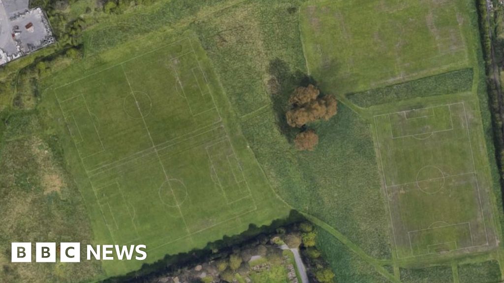 Crows flock to Cow Paddle pitches looking for grubs - BBC News