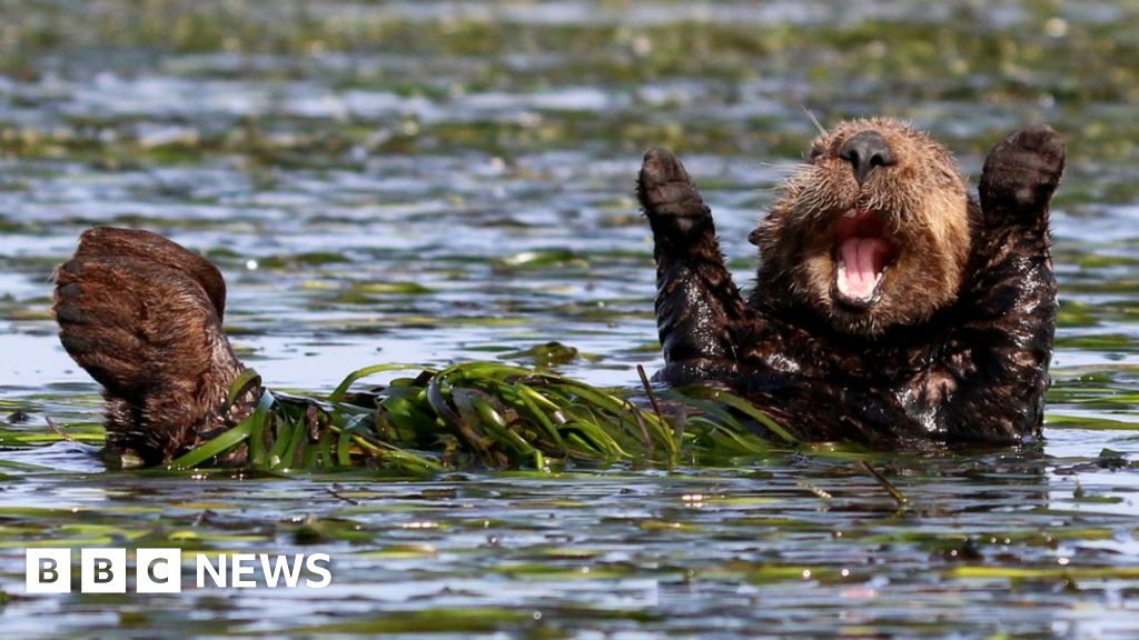 The funniest wildlife photos of 2017 are here and you'll love them ...