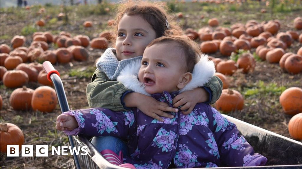 Halloween: Pumpkin pickers enjoy bumper crop