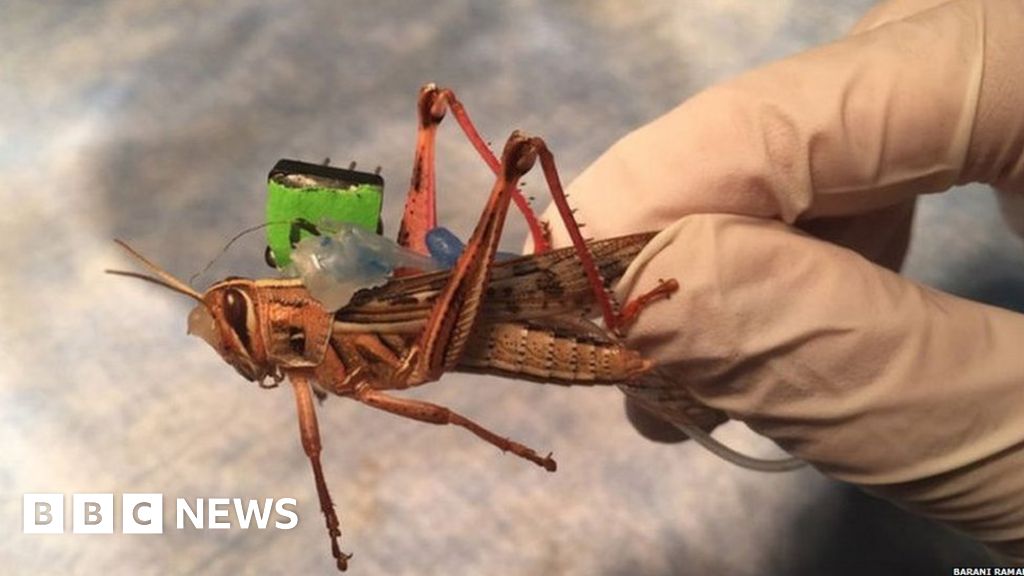 Locusts to 'sniff out explosives' - BBC News