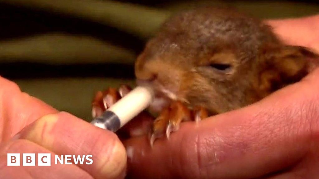 Baby red squirrel orphan rescued from Ainsdale Nature Reserve - BBC News