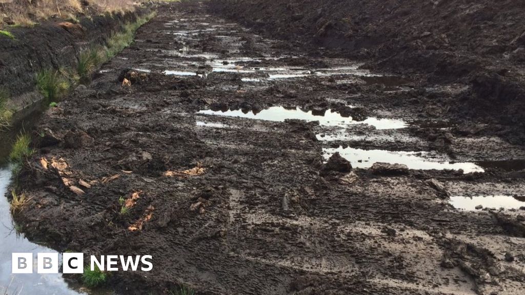 Lindow Moss: Environmentalists back ancient bog homes plan - BBC News