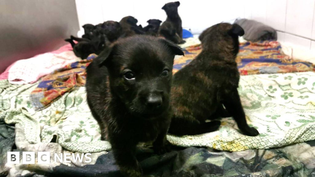 The rescue dogs from Northern Ireland on patrol with Met Police - BBC News