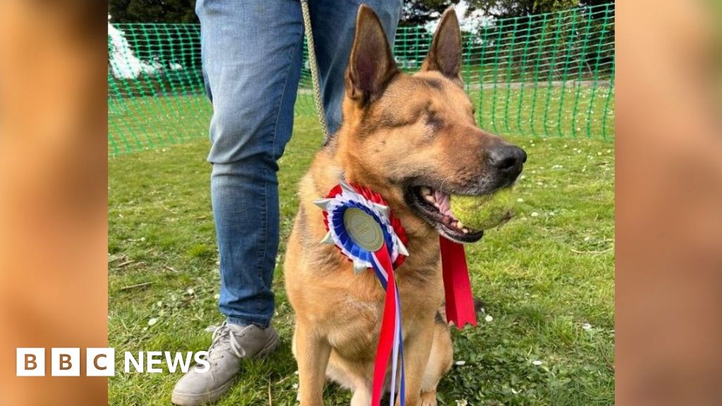 Immingham: Dog finds new home after losing eyes - BBC News