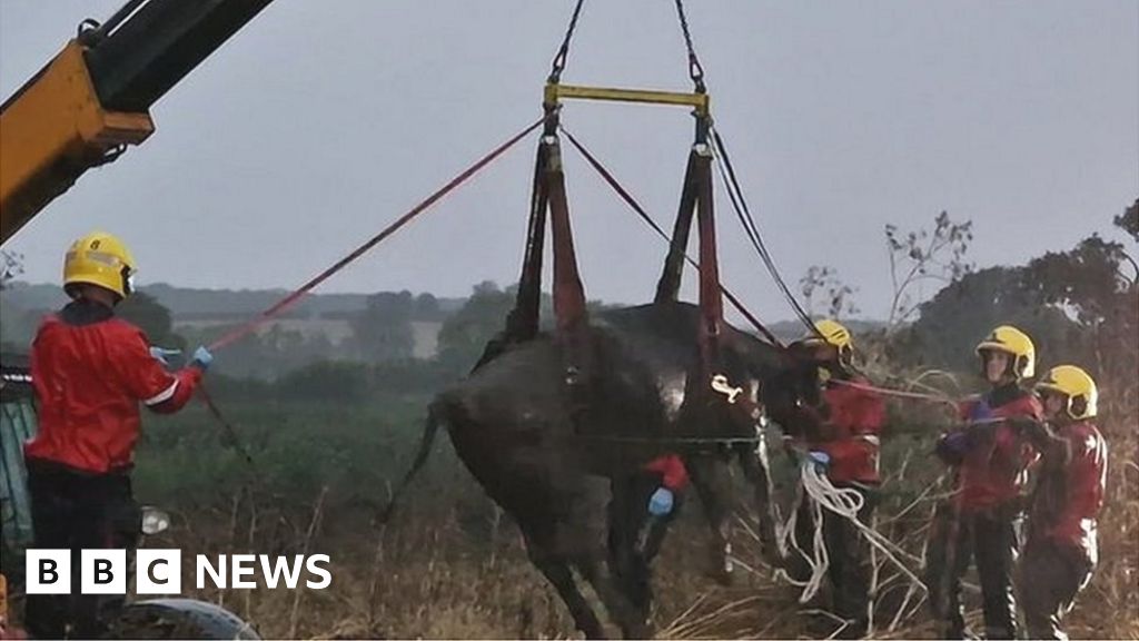 Dorset cow hoisted to safety after getting stuck in mud - BBC News