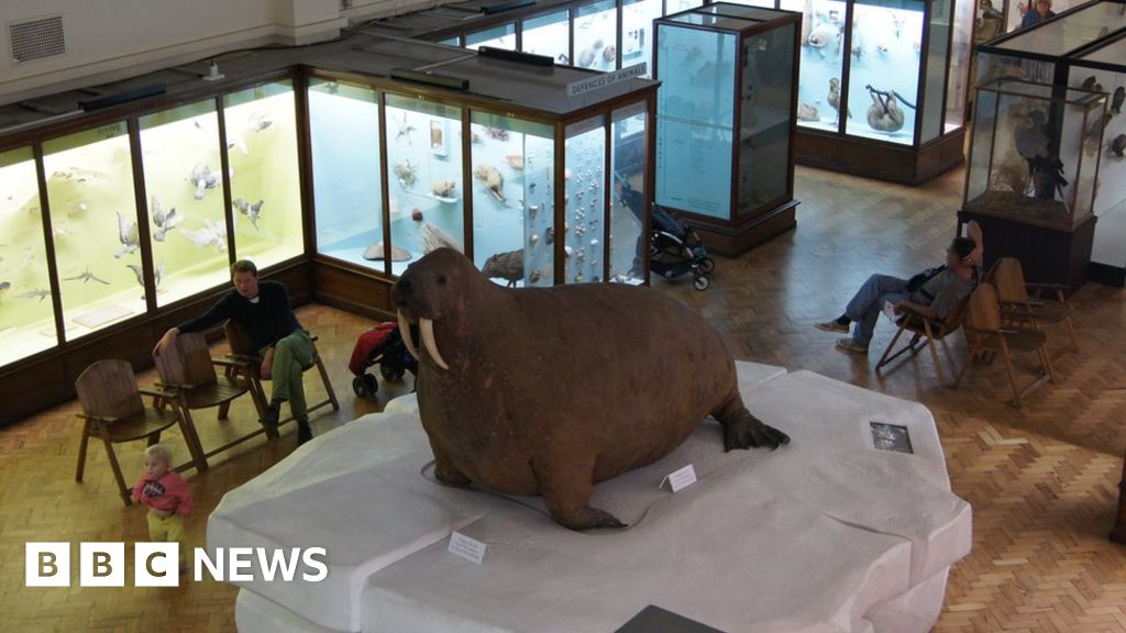 Horniman Museum: Overstuffed walrus exhibit closes for renovation