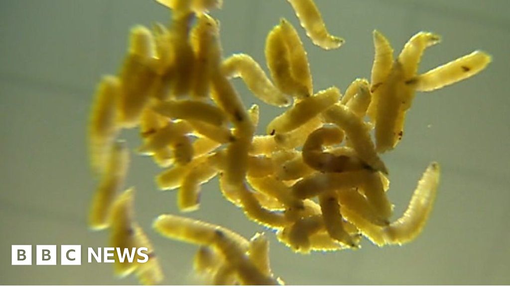 Swansea research on maggots 'key' to new antibiotics - BBC News