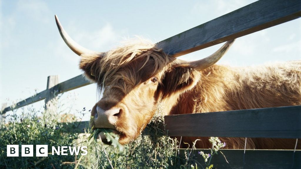 Bull killed after escaping and straying into Bewdley - BBC News