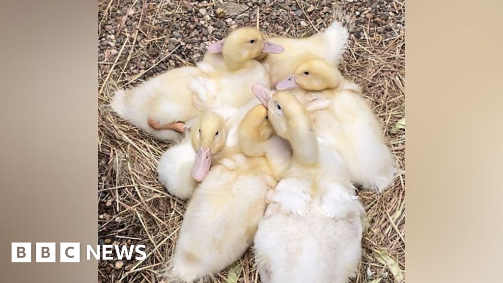 Six ducklings taken during petting farm burglary in Hedon - BBC News