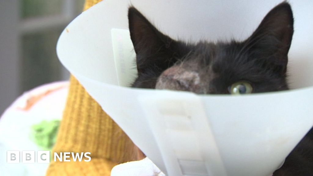 Plymouth cats hurt in air rifle attacks on same street