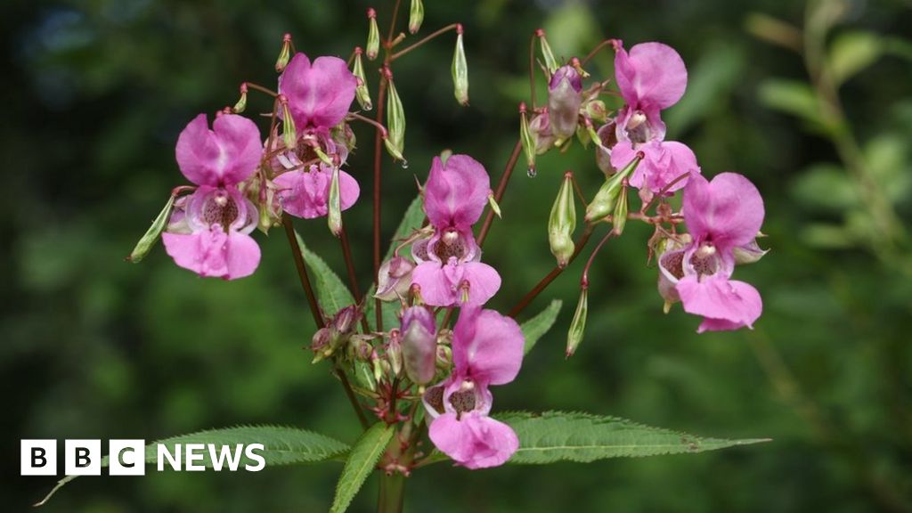 Call to check land in Guernsey for invasive Himalayan balsam plant ...