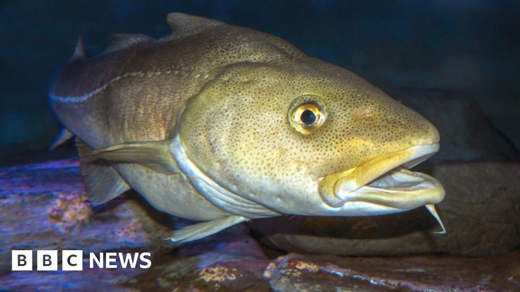North Sea cod stocks fall to 'critical' level says Ices report - BBC News