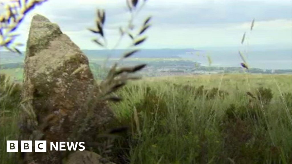 A woodland project to help clean Belfast's air - BBC News