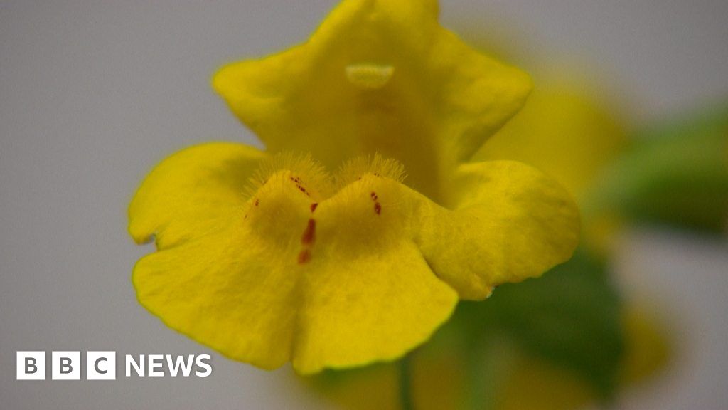 New flower of Scotland discovered in Shetland - BBC News