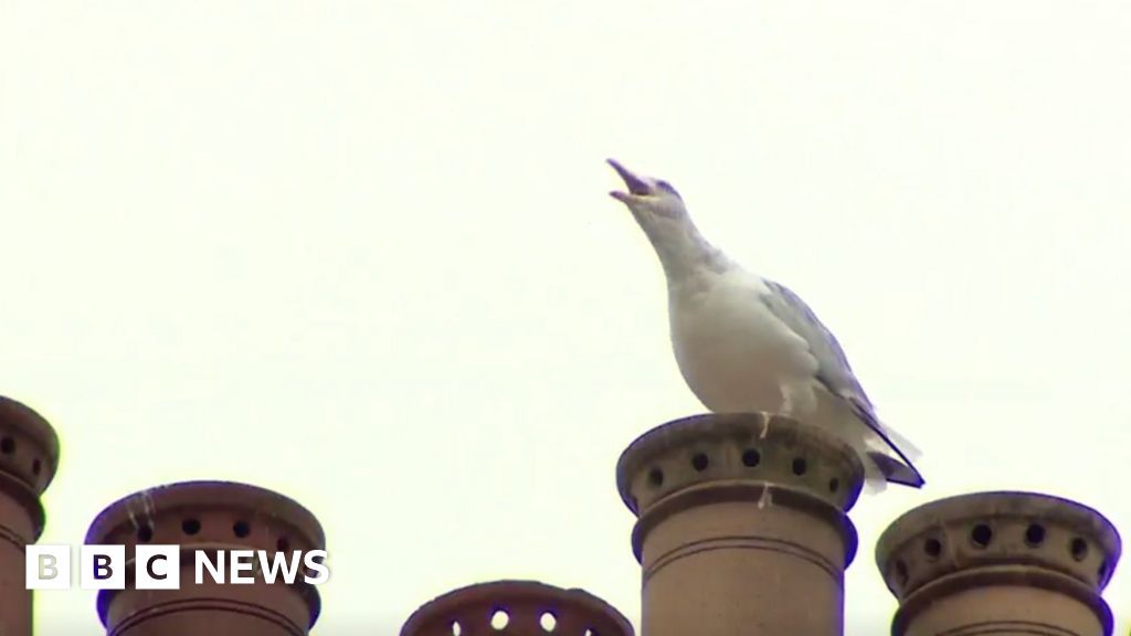 House of Commons debates seagull menace - BBC News