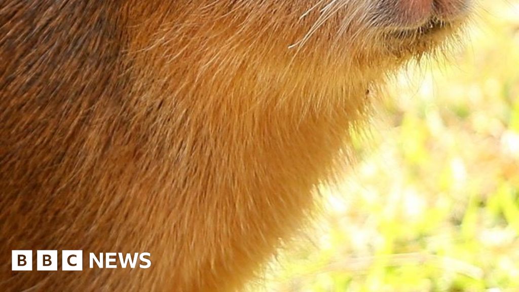 Rundown of Samba the capybara's movements since escape - BBC News