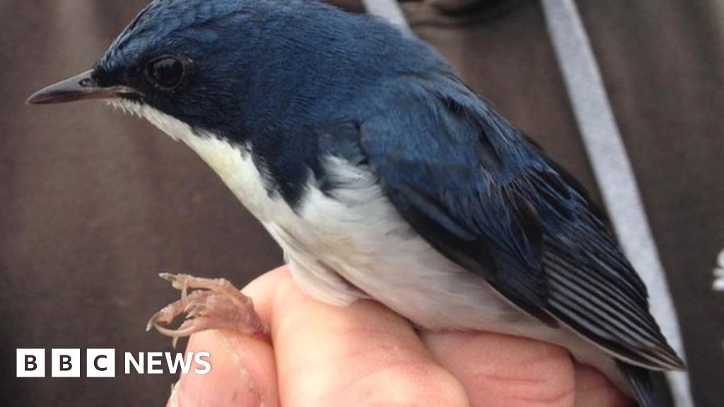 Siberian blue robin excites bird watchers in Orkney - BBC News