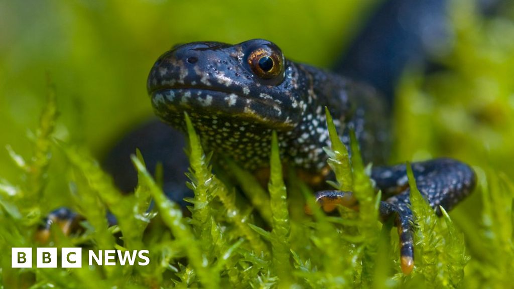 Scary newt and doggie poop among Cambridgeshire police calls