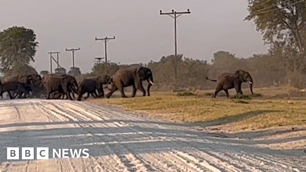 Okavango Delta: A herd of elephants cross the road