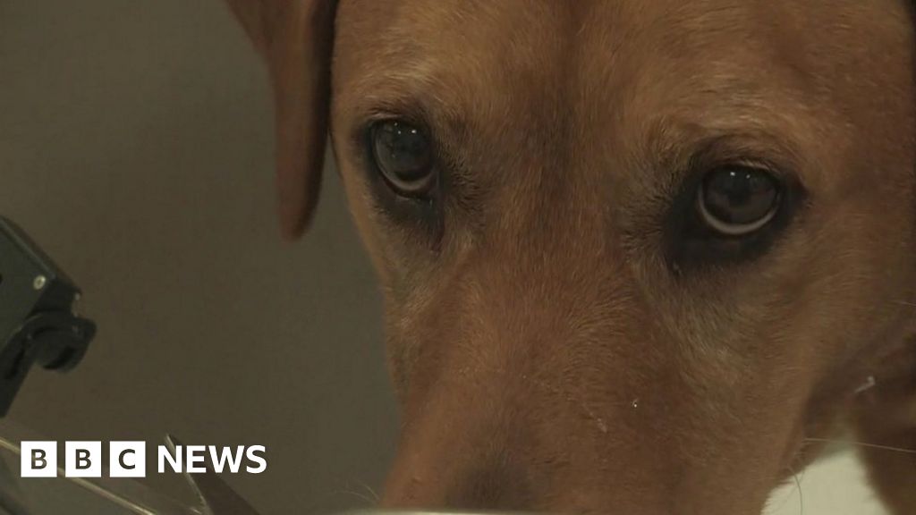 The dogs who may offer hope of early cancer detection - BBC News
