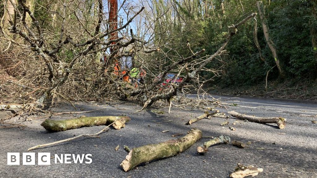 Ash dieback: Exploding diseased trees risk lives - experts - BBC News