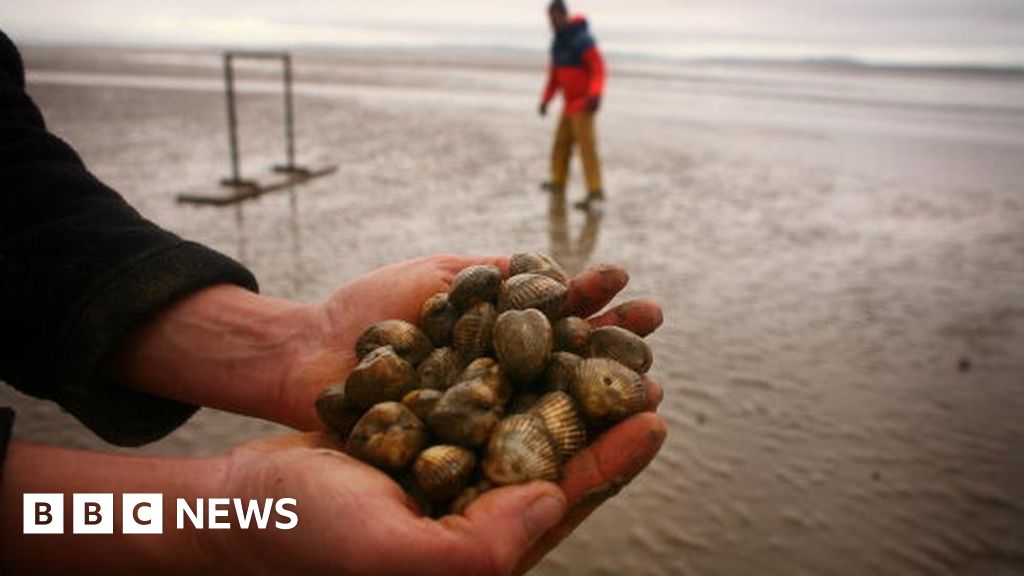 Dee estuary Cockle beds reopen for eight weeks after closure - BBC News