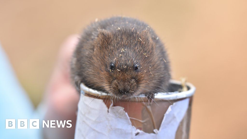 Essex: National Trust moves water voles on Northey Island - BBC News