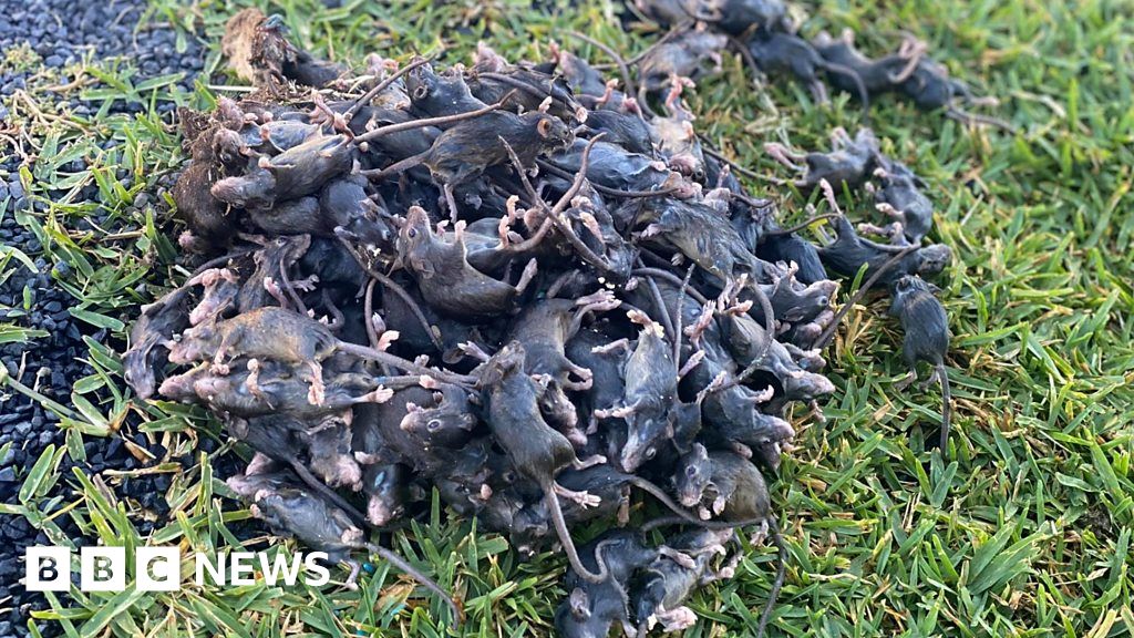 Mouse plague deals fresh blow to Australian farmers - BBC News