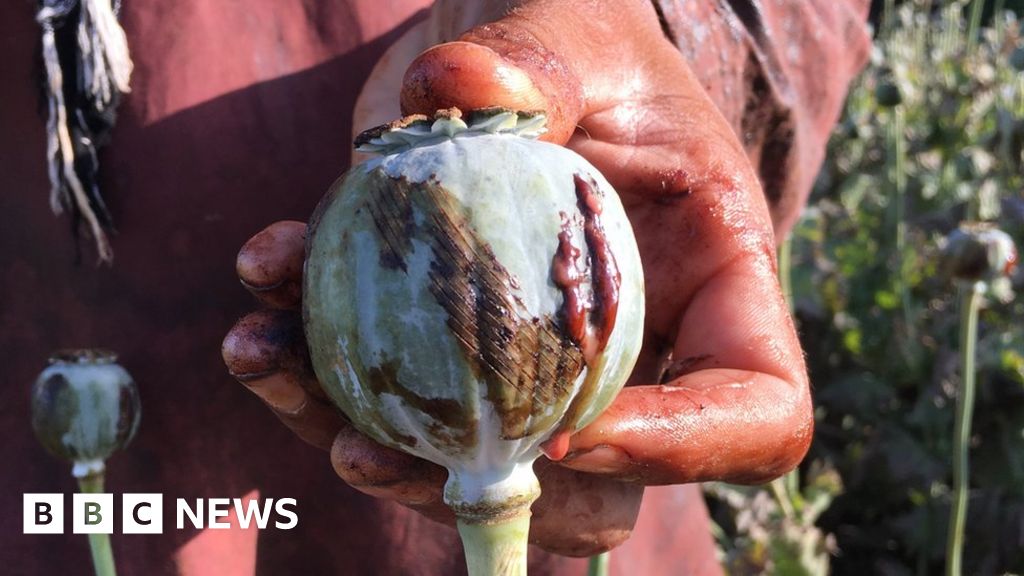 The opium farmers with the police on their side - BBC News