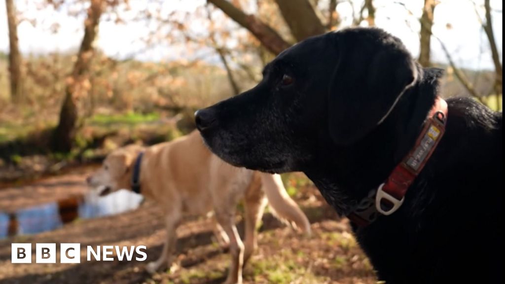 'My dogs kept me sane during lockdown' says BBC's Andrew Cotter - BBC News