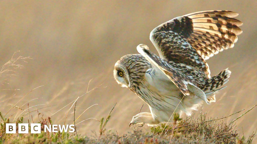 Rare short-eared owls turning heads at Forvie near Ellon - BBC News