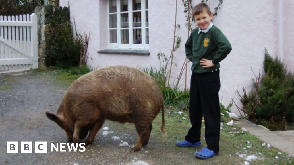 How a pig transformed my autistic son's life - BBC News
