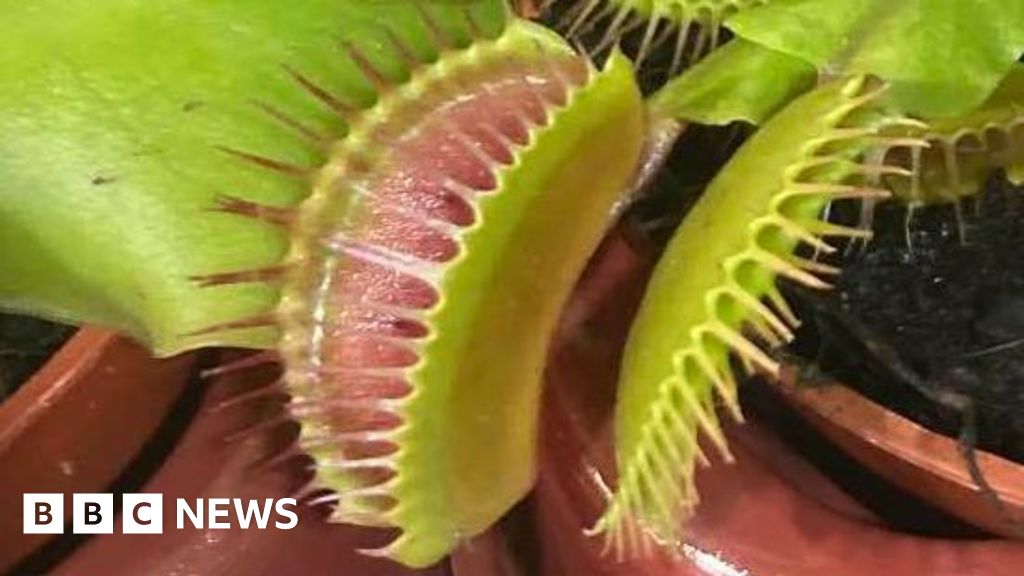 Brexit: Venus flytrap shortage after advert, garden centre says - BBC News