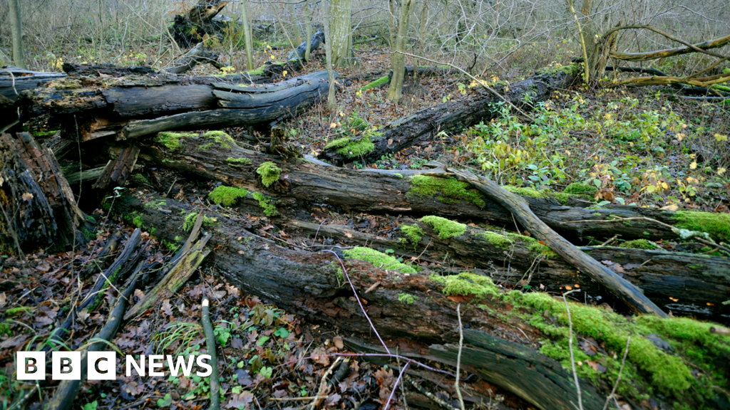 Dutch elm: Disease-resistant strain give hope of elm recovery - BBC News