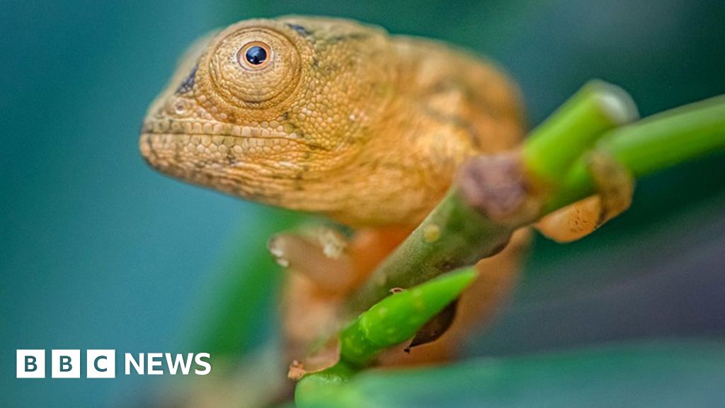 Chester Zoo celebrates first UK breeding of rare chameleon - BBC News
