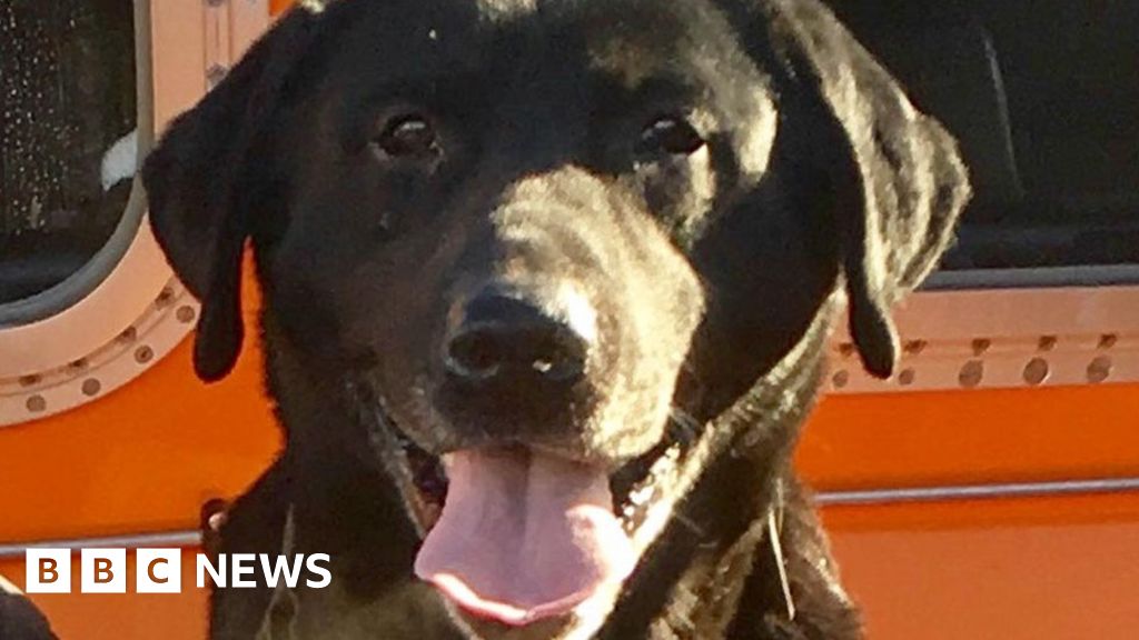 Police dog Sam dies after serious A90 van crash - BBC News