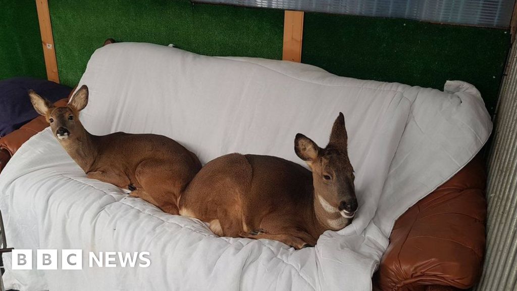 Covid-19 lockdown: Animal rescue centres relying on public support