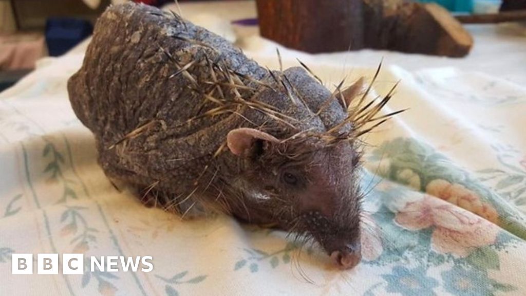 Bald hedgehog gets stress-busting massages - BBC News