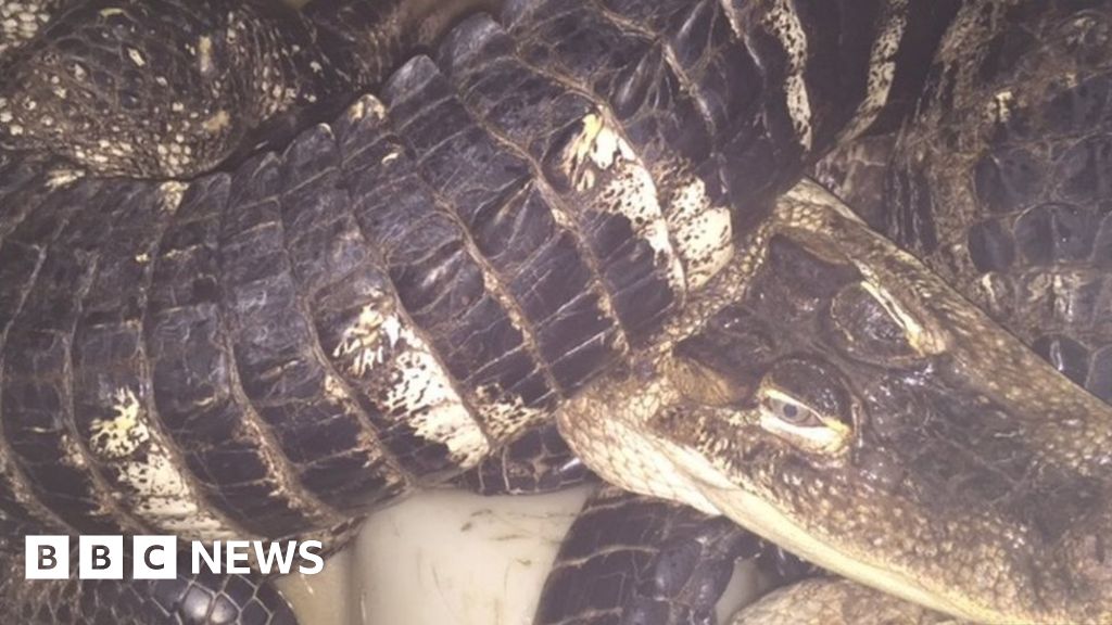Dozens of full-grown crocodiles rescued from Toronto home - BBC News