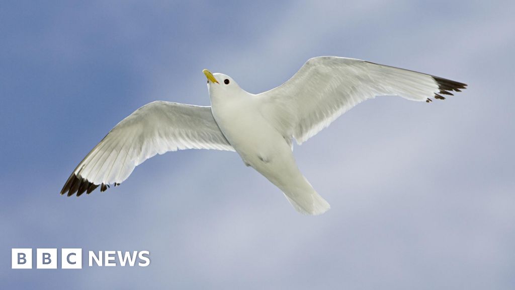 Scarborough seagulls: Council criticised over nest removal - BBC News
